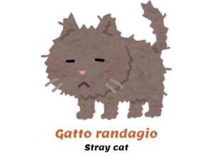 Gatto - Italian Word of the Day