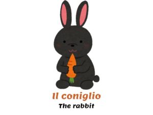 RABBIT in Italian - Pronunciation, origins, examples